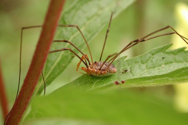 Filnore Woods Blog: Harvestmen - information for next year's harvest time