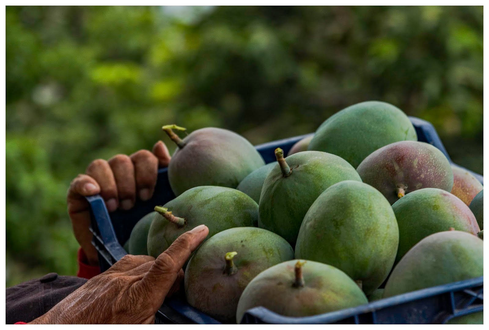 Cosecha de mango Kent