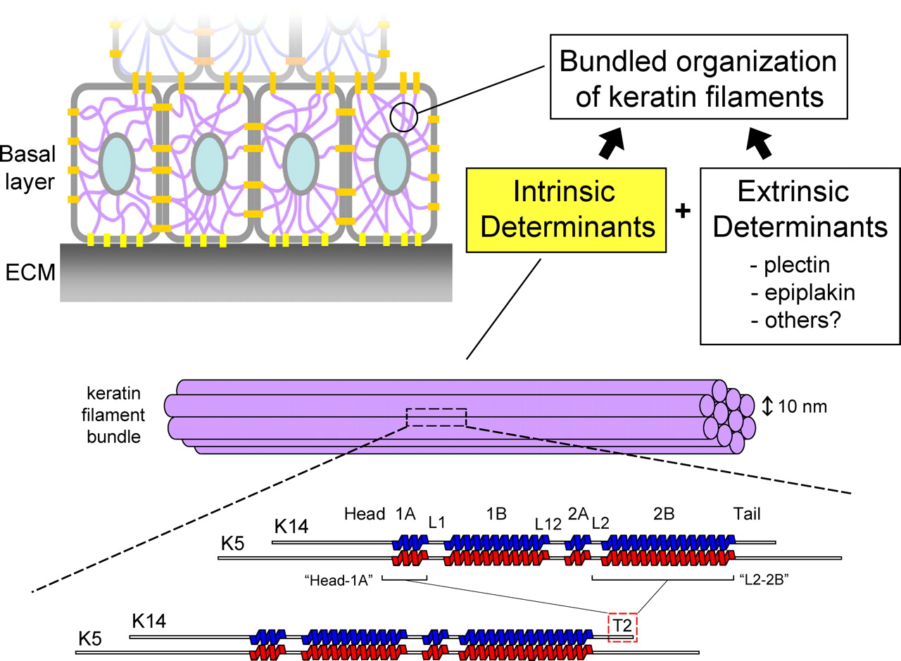 The Zoology Teacher: Chapter # 1 Cells, Tissues, Organs, And Organ Systems
