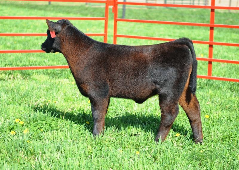 RCC Blog: Miller Family Show Cattle Online Spring Fling Pasture Sale