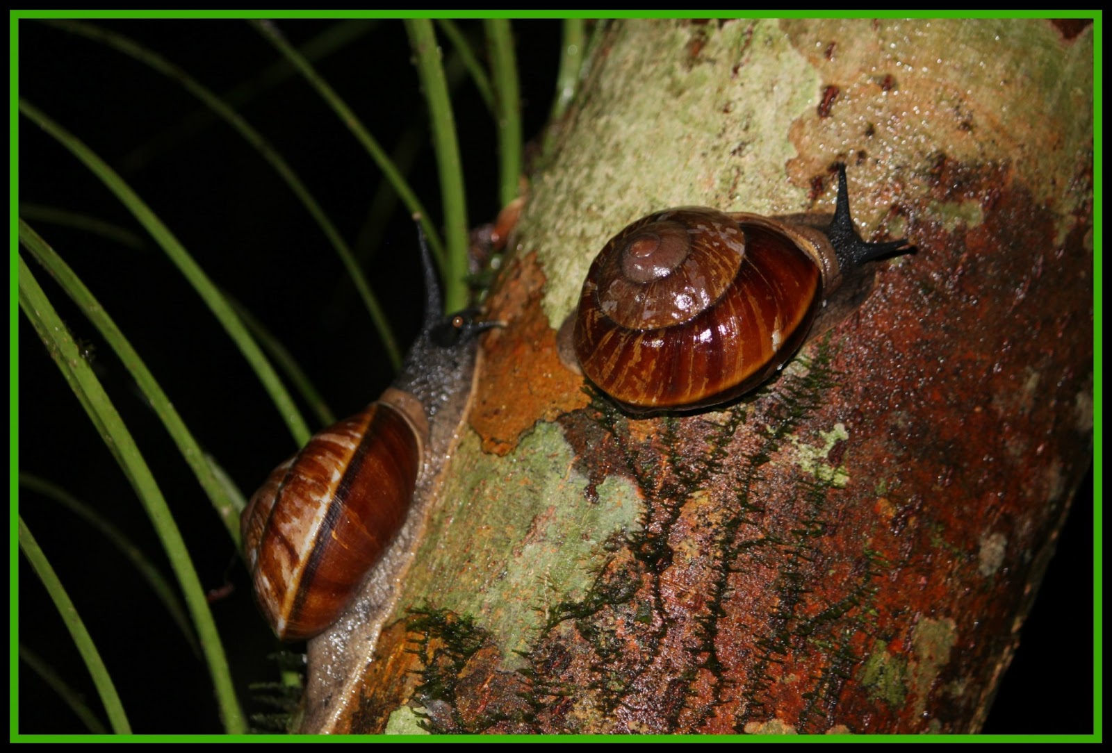 Graham's Landing: 10 Things Tuesday- Creatures and Critters of Borneo