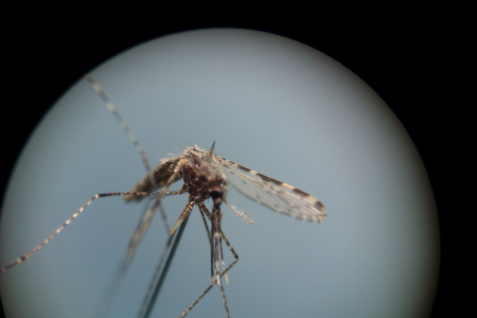 MEDICAL ENTOMOLOGY: Identification of Anopheles spp. (Adult mosquitoes)