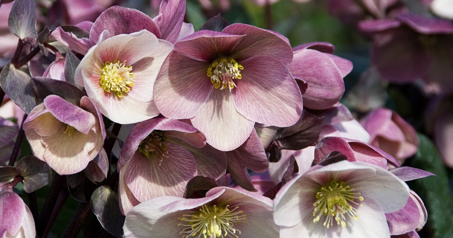 Valley View Nursery Blog: Hellebore / Lenten Rose