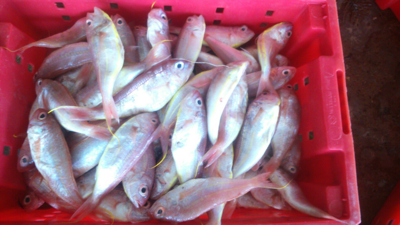 GOLDEN THREADFIN BREAM - VIET SEAFOOD CO.,LTD