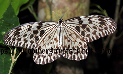 Biodiversity of Sri Lanka: Tree Nymph (Idea iasonia)