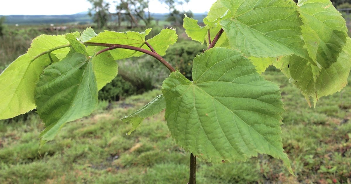 Raw Edible Plants: Small leaved lime tree (Tilia cordata)