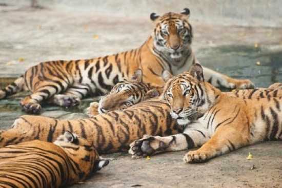 We Are One ;): 50 Unusual Facts About Tigers