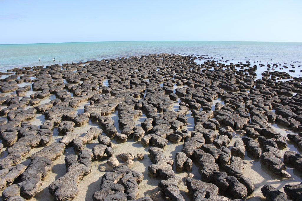 Jo & Stephen & a 4x4: Really ancient stuff - stromatolites and Kalbarri ...