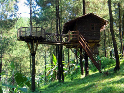 Tree House Of The Pines Of Taman Dayu – Pandaan – Pasuruan ~ tour