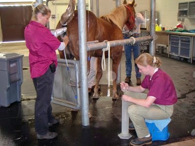 NC Horse Blog: Embryo Transfer