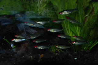 WHS AP Biology 2011: Taxis (Biological)