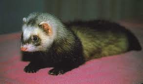 I LOVE HURóNES: Historia de los hurones