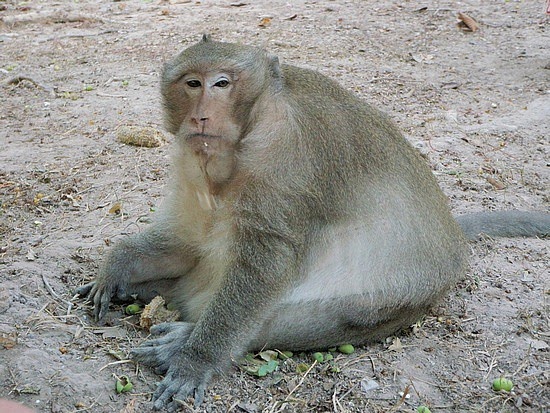 the fat monkey syndrome: THE FAT MONKEY SYNDROME