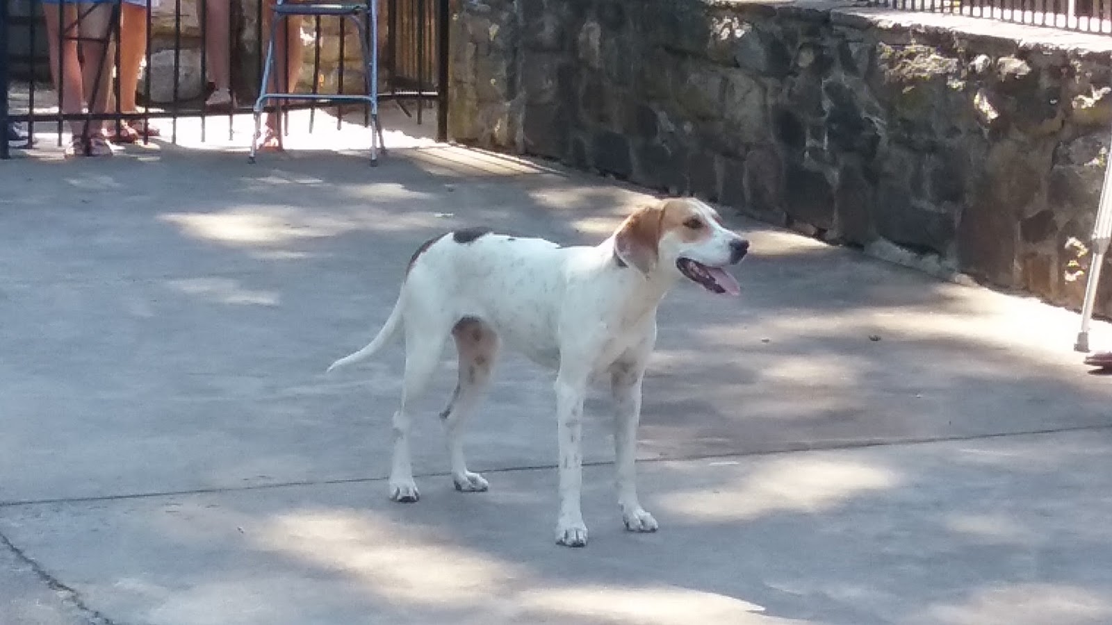 Unionville in the News: UNIONVILLE: The Cheshire Puppy Show