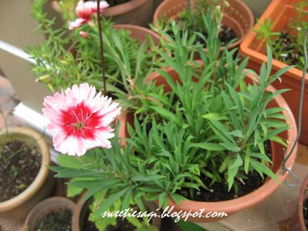 SweetieSaQi: Bunga Teluki or Carnations