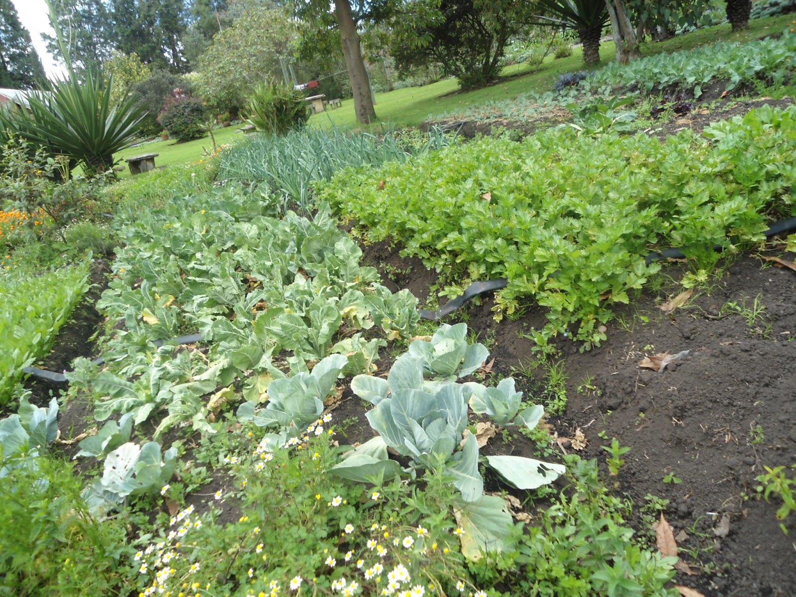 PRODUCCION DE CULTIVOS PERENNES - GACHANCIPA