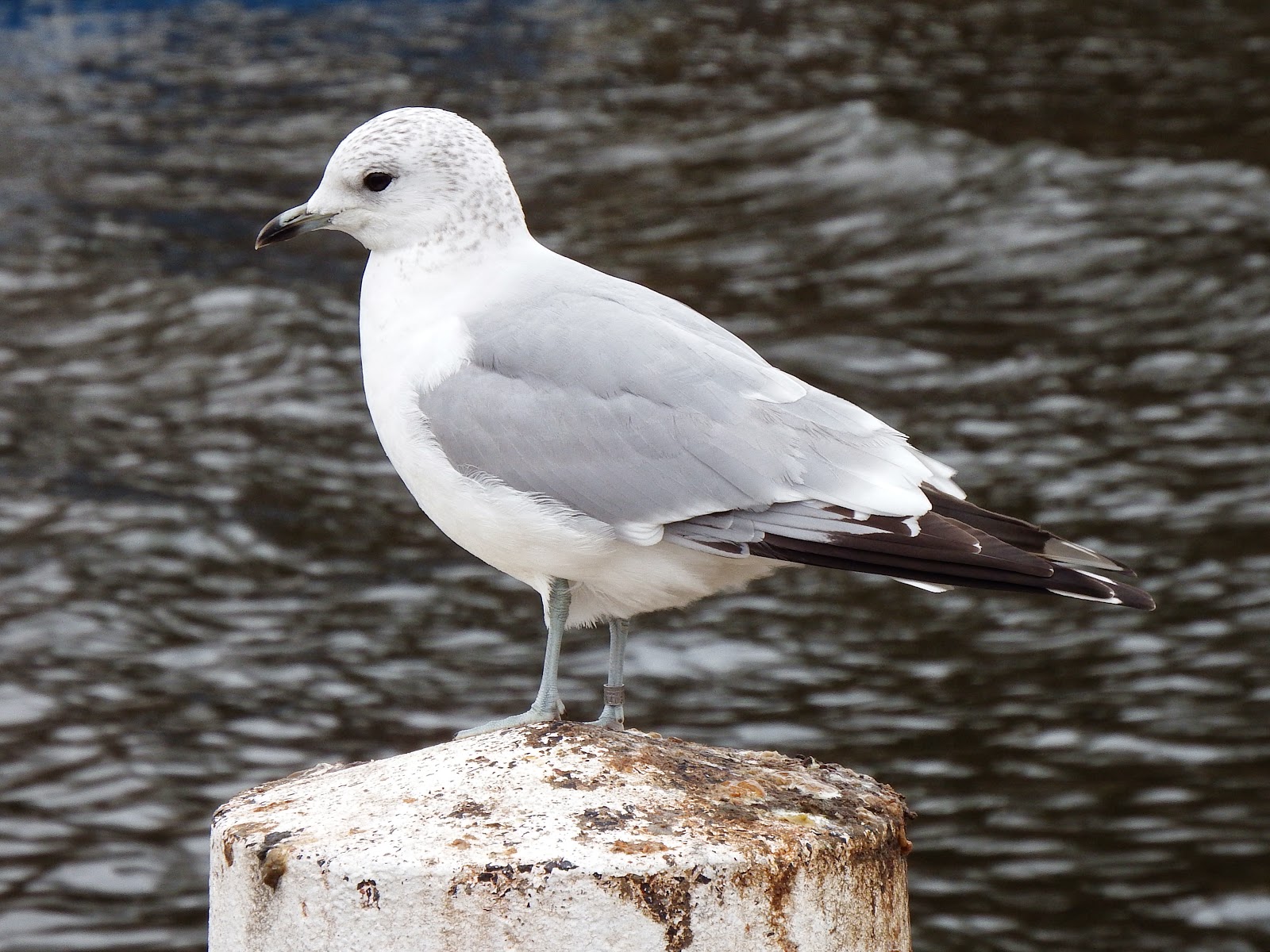 Ring Watching At Antrim Marina: Luck Not In...
