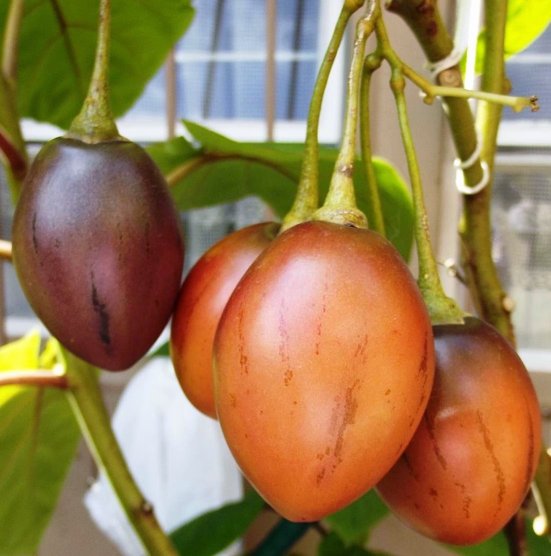 Roots 'n' Shoots: Tamarillo (Tree Tomato) - How to Grow: Fruit of the Month
