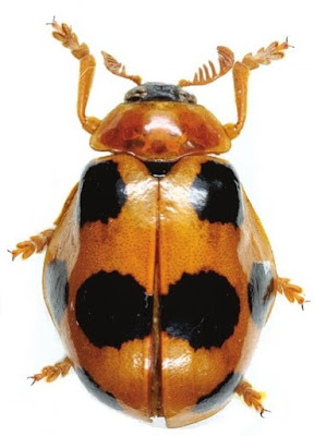 Variety of Life: Clytrini