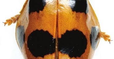 Variety of Life: Clytrini