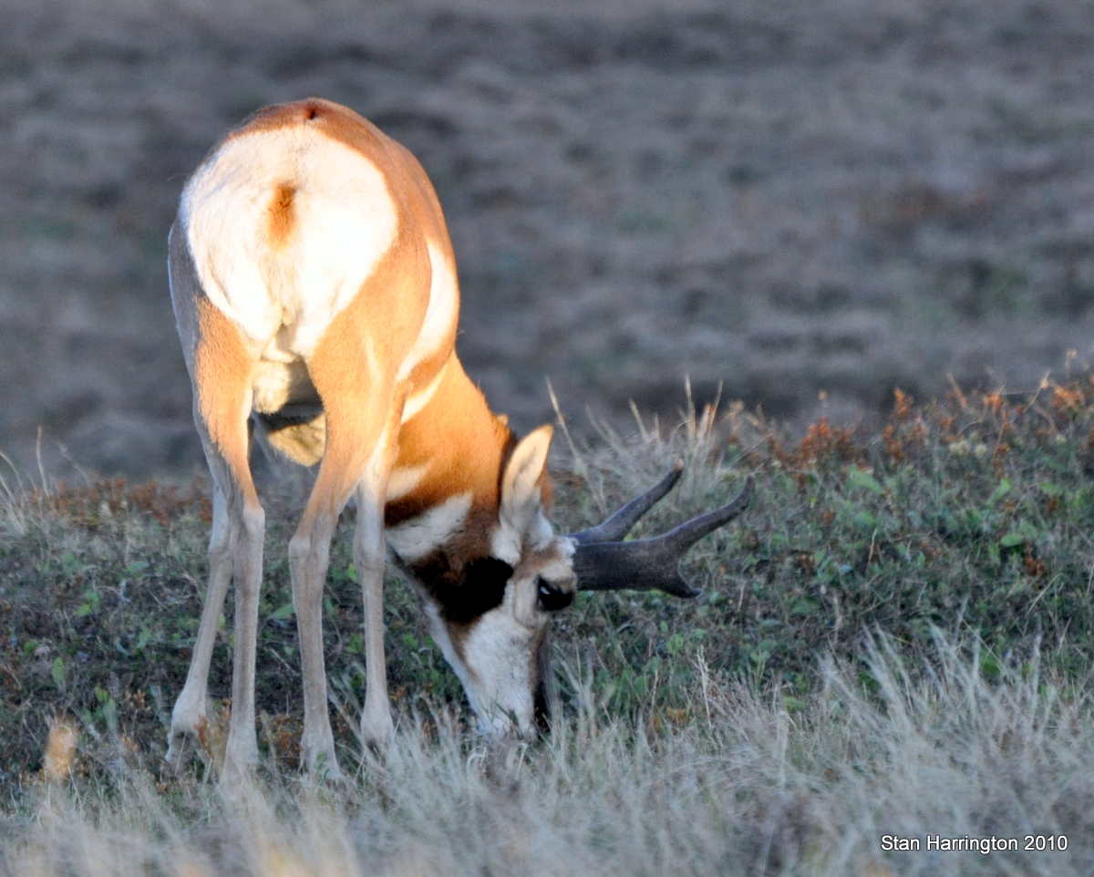 Photo Treks: Pronghorn Antelope