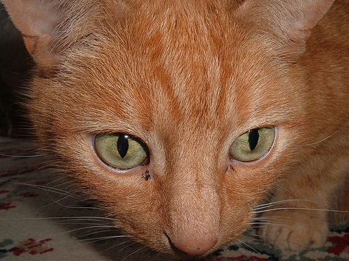 How do cats' eyes work?