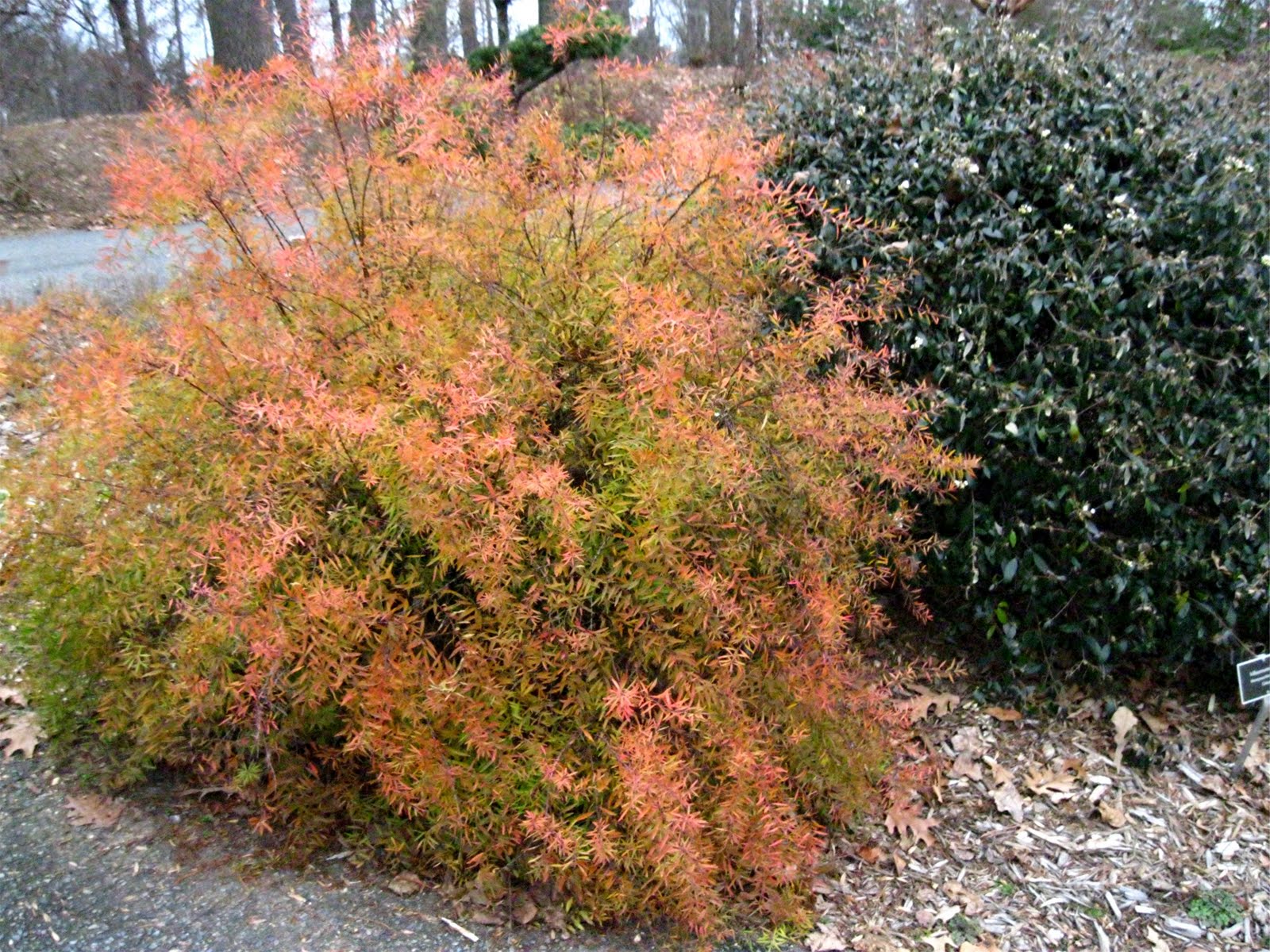 1003 Gardens: Spirea thunbergi 'Ogon' ('Mellow Yellow')....still ...