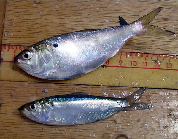 Artes de Pesca: VAMOS A PESCAR SARACA