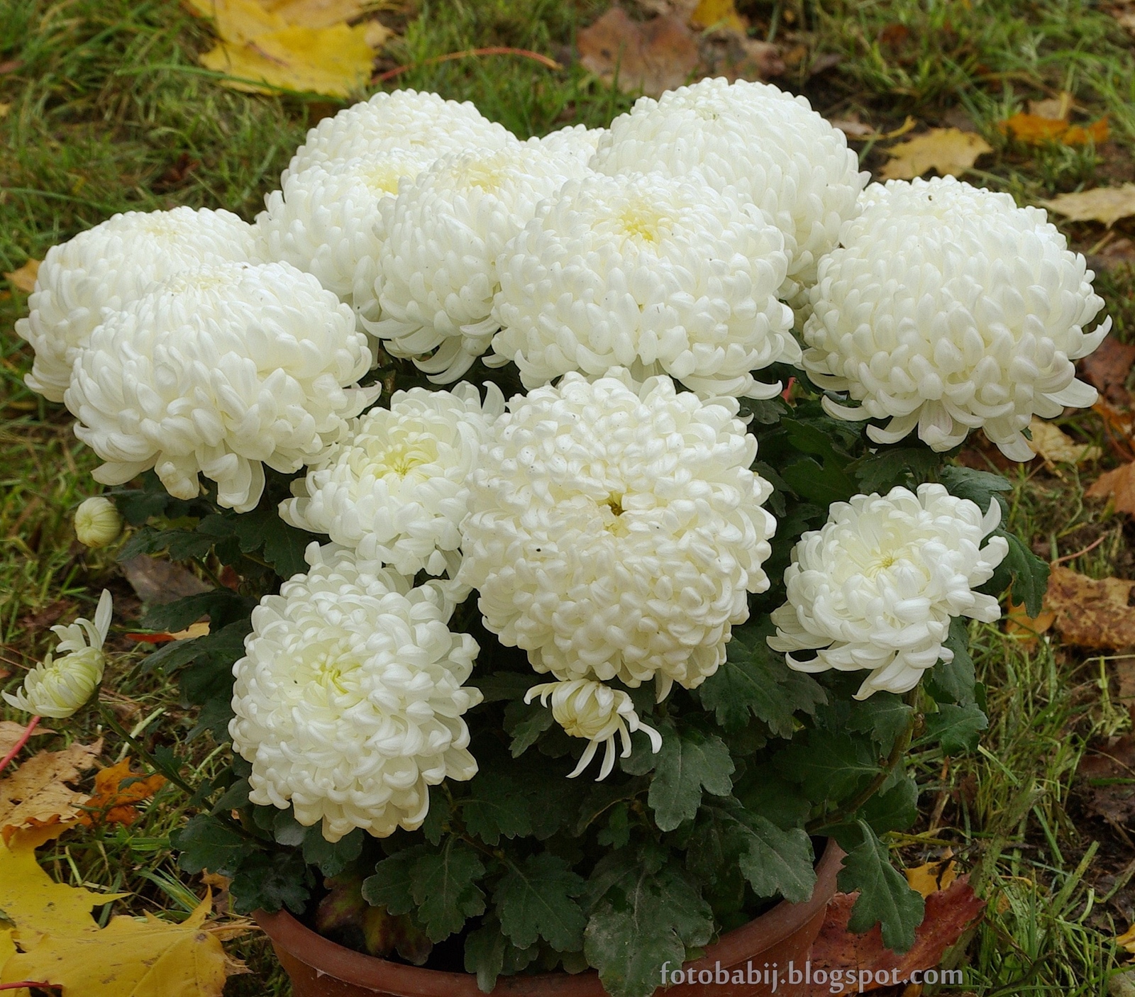 Zdjęcia 4K: Chryzantema wielkokwiatowa biała pomponowa Chrysanthemum ...