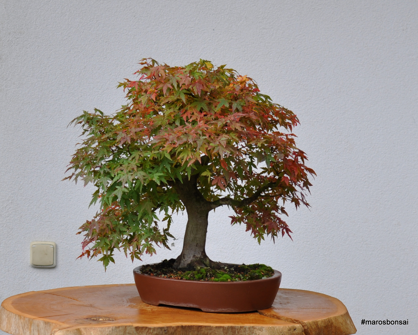 Maros Bonsai Blog: Acer palmatum in autumn colors