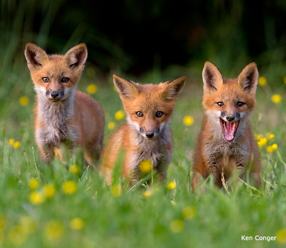 Our Beautiful World: Animal Expressions