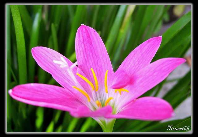 Nipa's Homepage!: Monsoon flower in Bangladesh