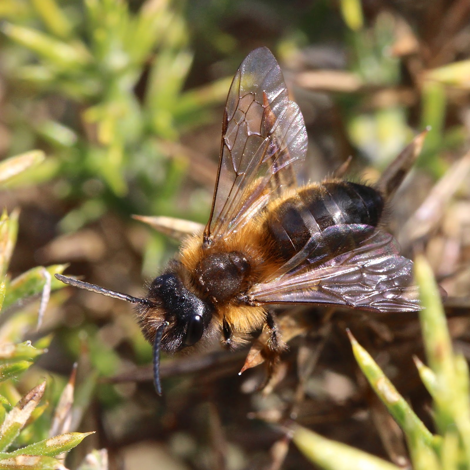 TrogTrogBlog: First mining bee