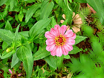 Zinnia Flowers- Seeniya | SL Flora