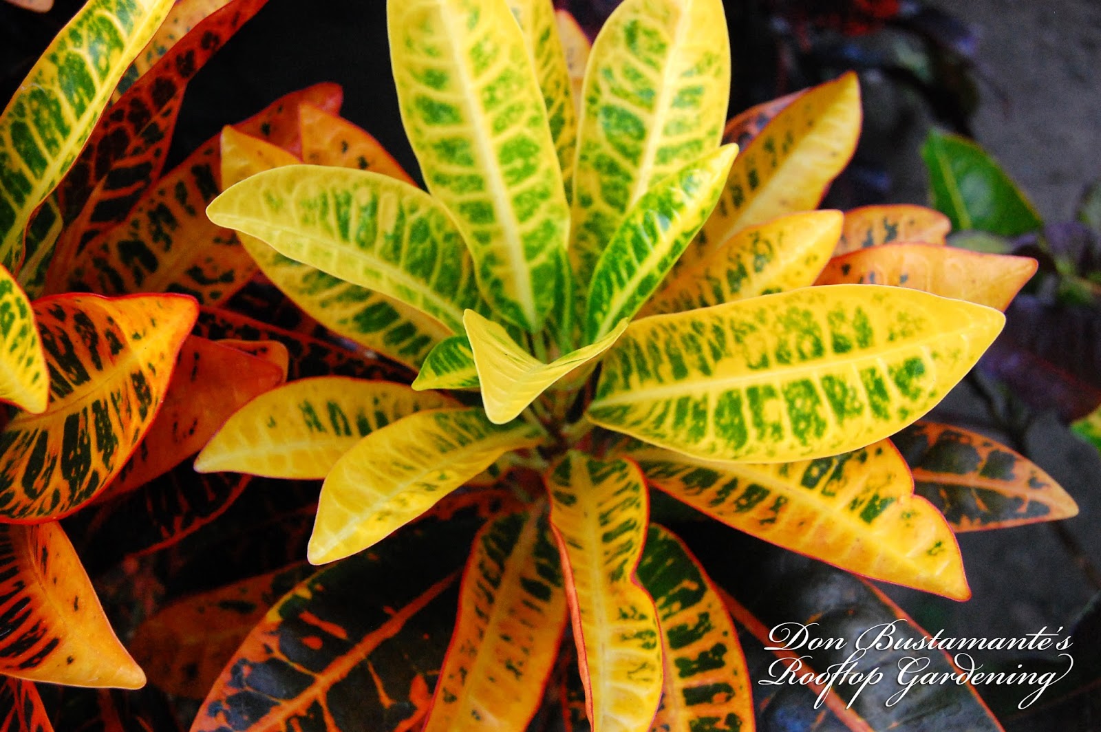 Don Bustamante's Rooftop Garden: Croton [Fire Of San Francisco]