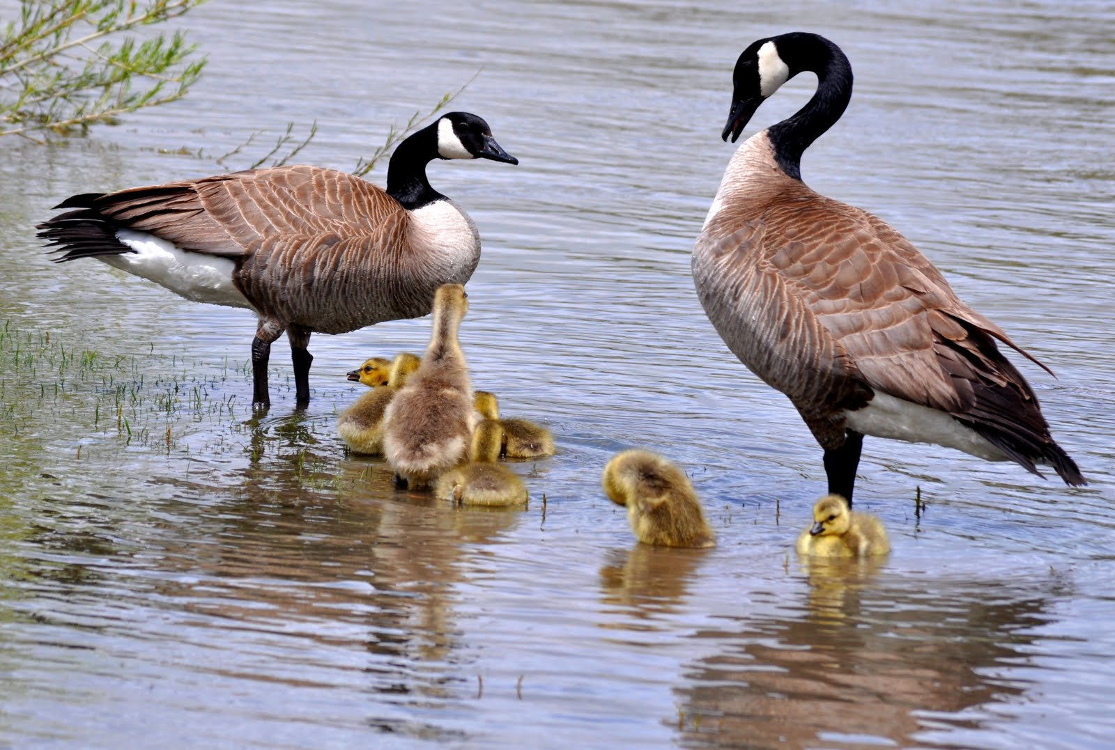 Weeping Willow Art, and me loved ones: Snake River Geese
