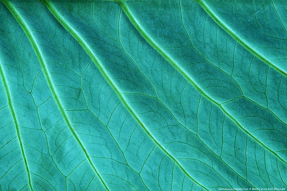 35 Breathtaking Examples Of Patterns In Nature 35 Breathtaking Examples Of Patterns In Nature