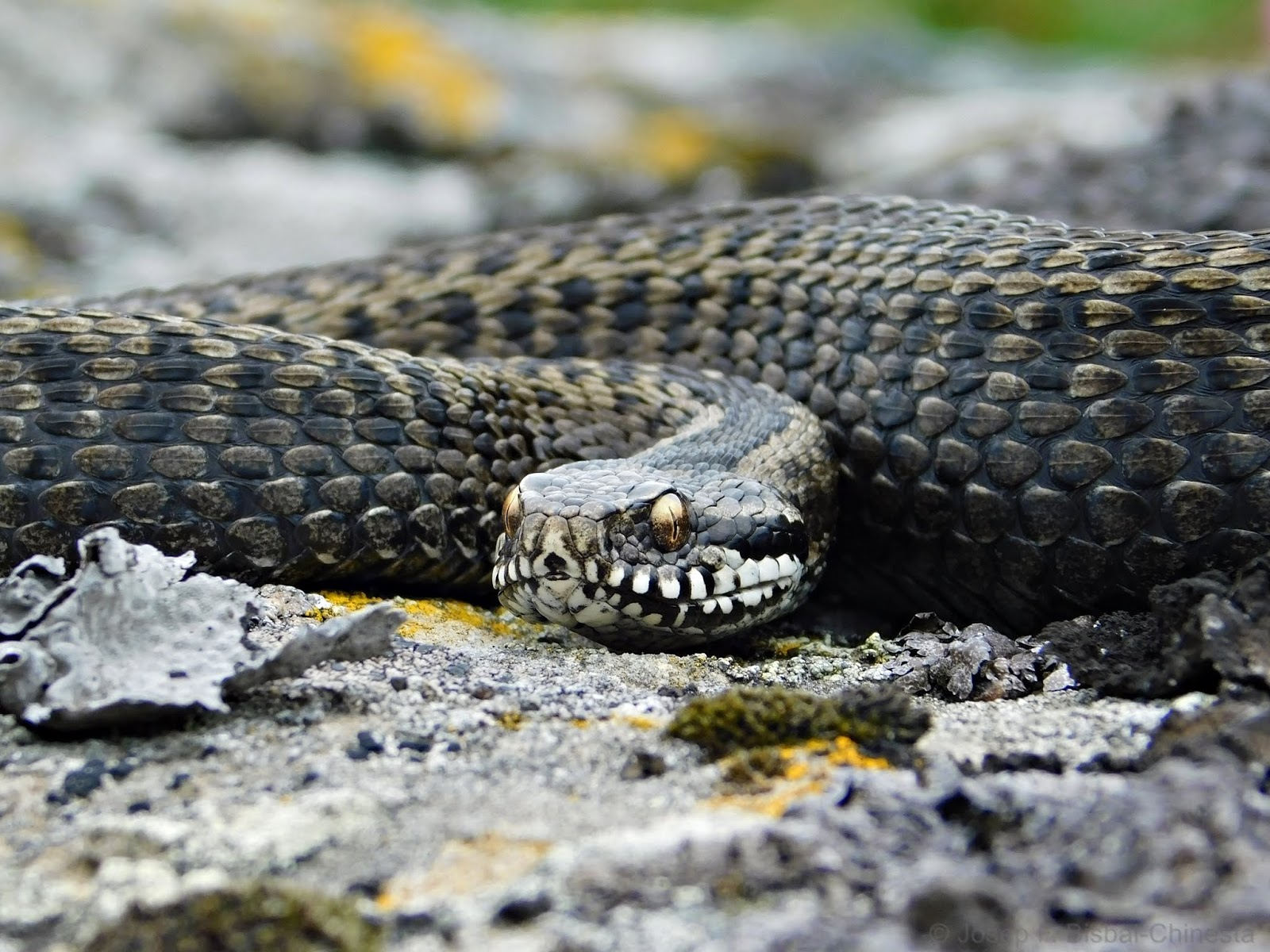 Sargantanes i Dragons: Vipera seoanei - Escurçó cantàbric