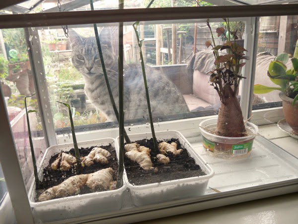 huis-tuin-en-keuken: C: Gember kweken en oogsten