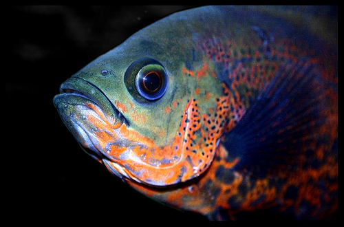 Fish Girl Writes: 2012