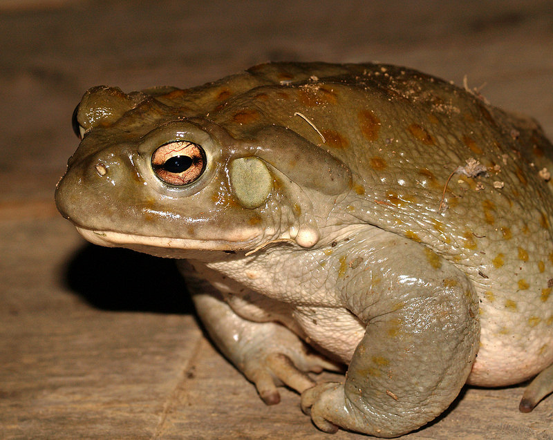 Arizona: Beetles, Bugs, Birds and more: Sonoran Desert Toads in our ...