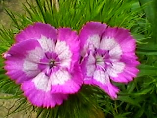 Pamflet, schita umoristica: Fotografii. FLORI DIN GRADINA MEA ...