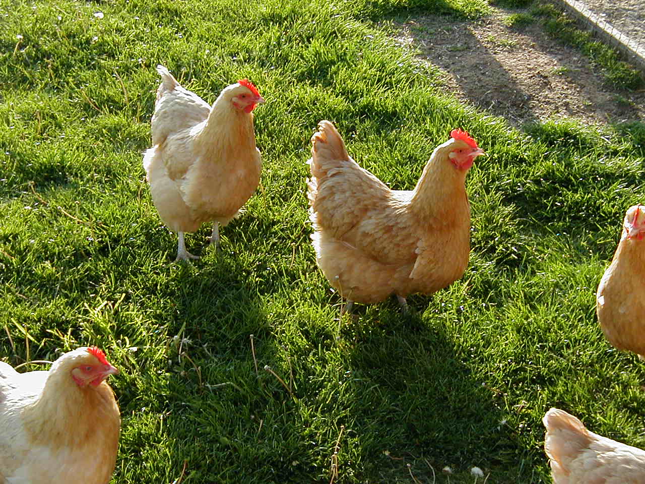 Chicken | The Biggest Animals Kingdom