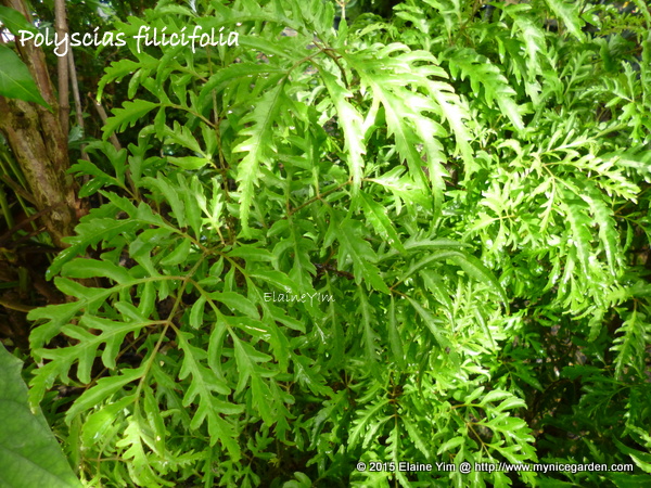My Tropical Plants Finder: Polyscias filicifolia - Fernleaf Aralia