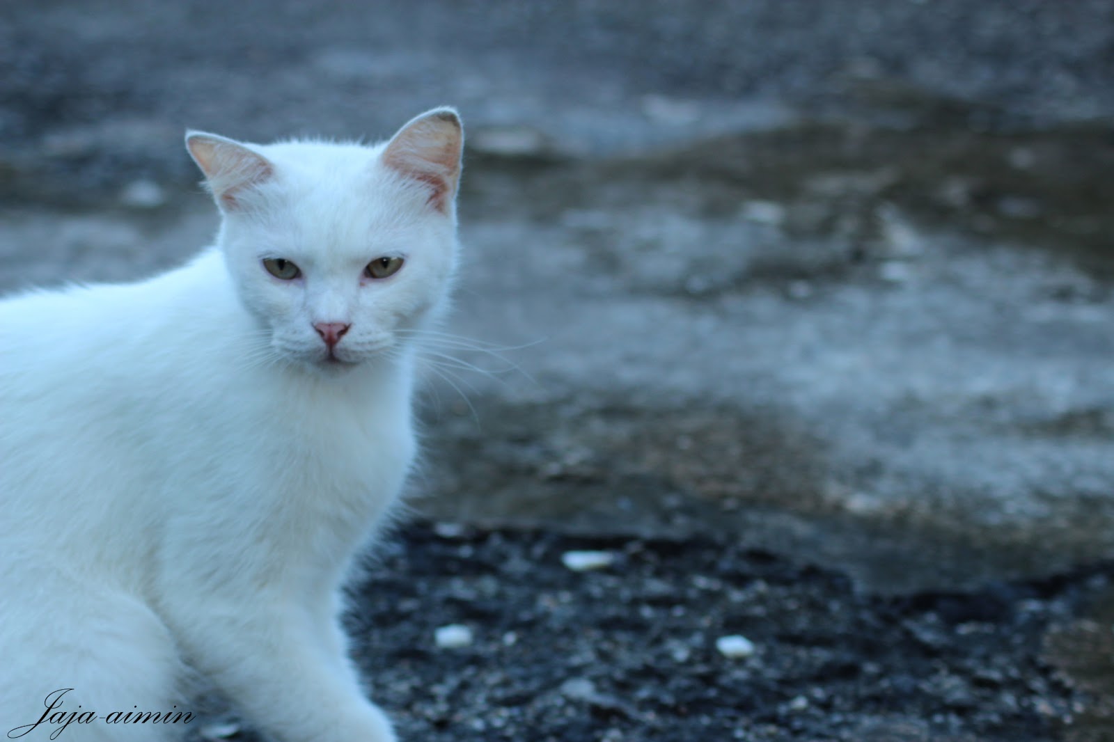 Sha Ahmad.blogspot.com: Koleksi Kucing Meow.Meow