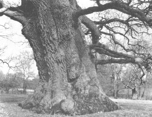 Corfu Blues and Global Views: Hazlegrove House Park, Somerset
