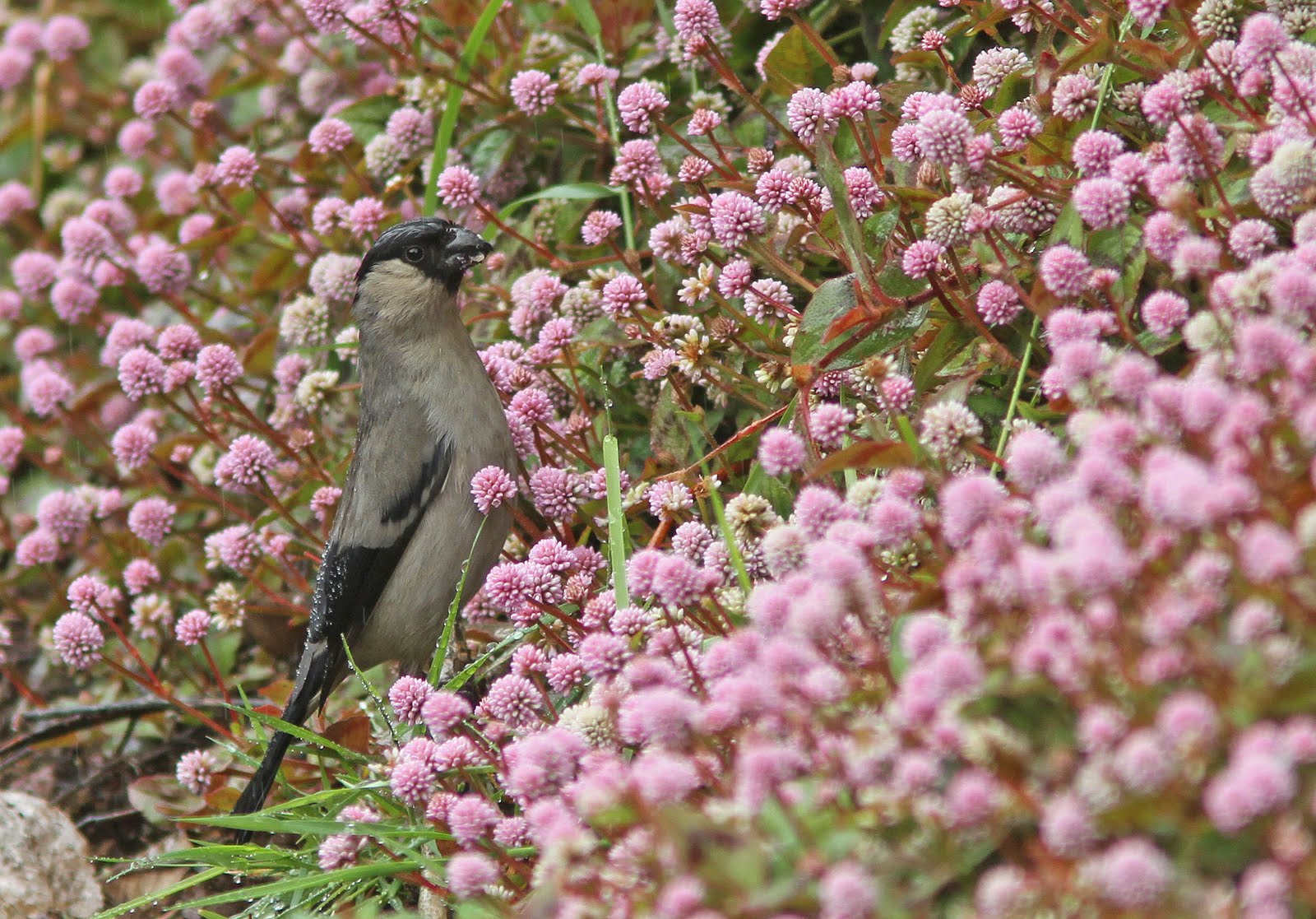Non-Stop Birding: Priolo