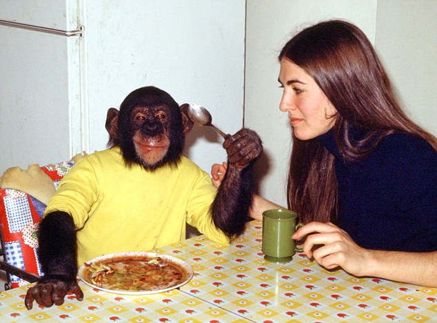 The animal zone: The chimp they tried to turn into a human: An ...