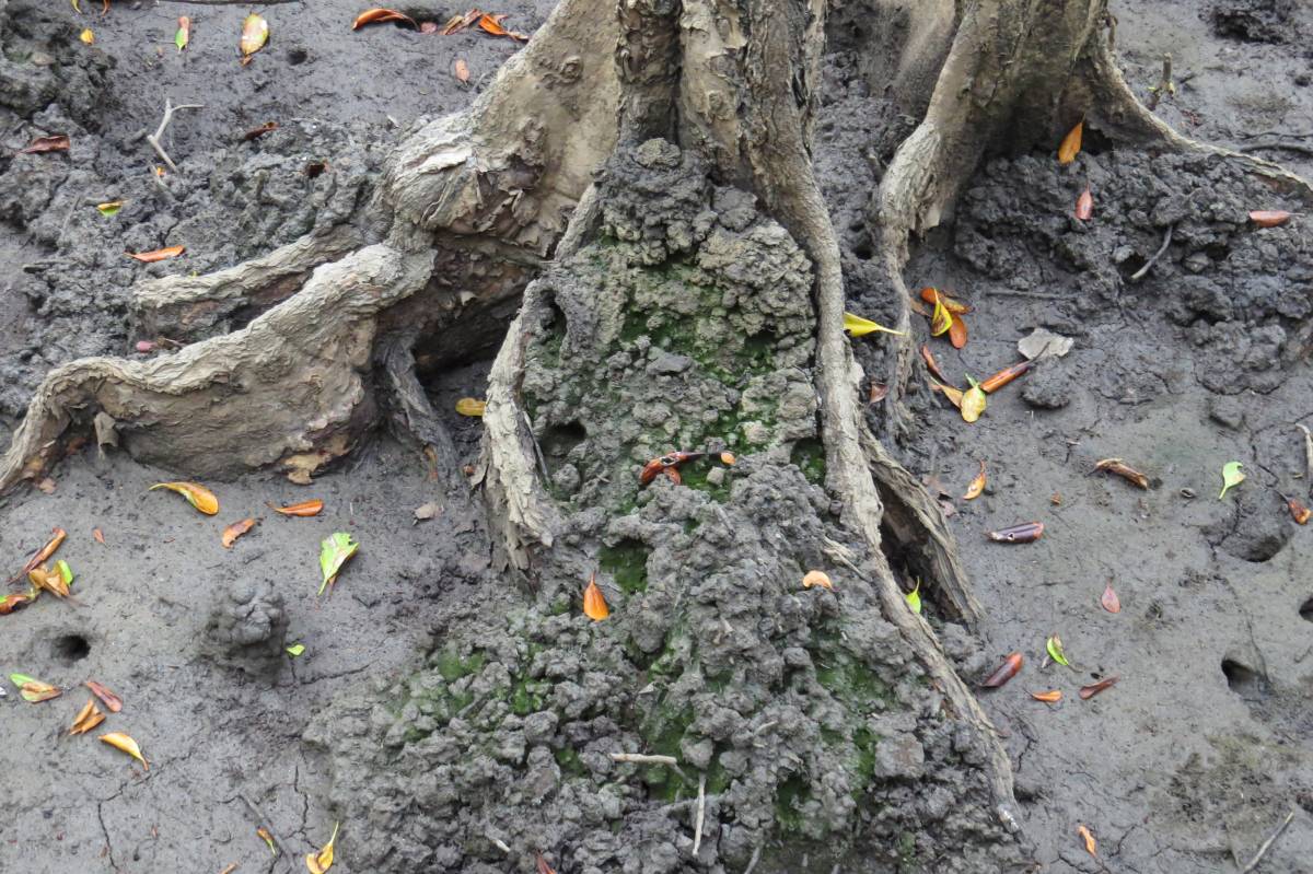 Queensland Coast: Water mouse (Xeromys myoides), a predator of crabs