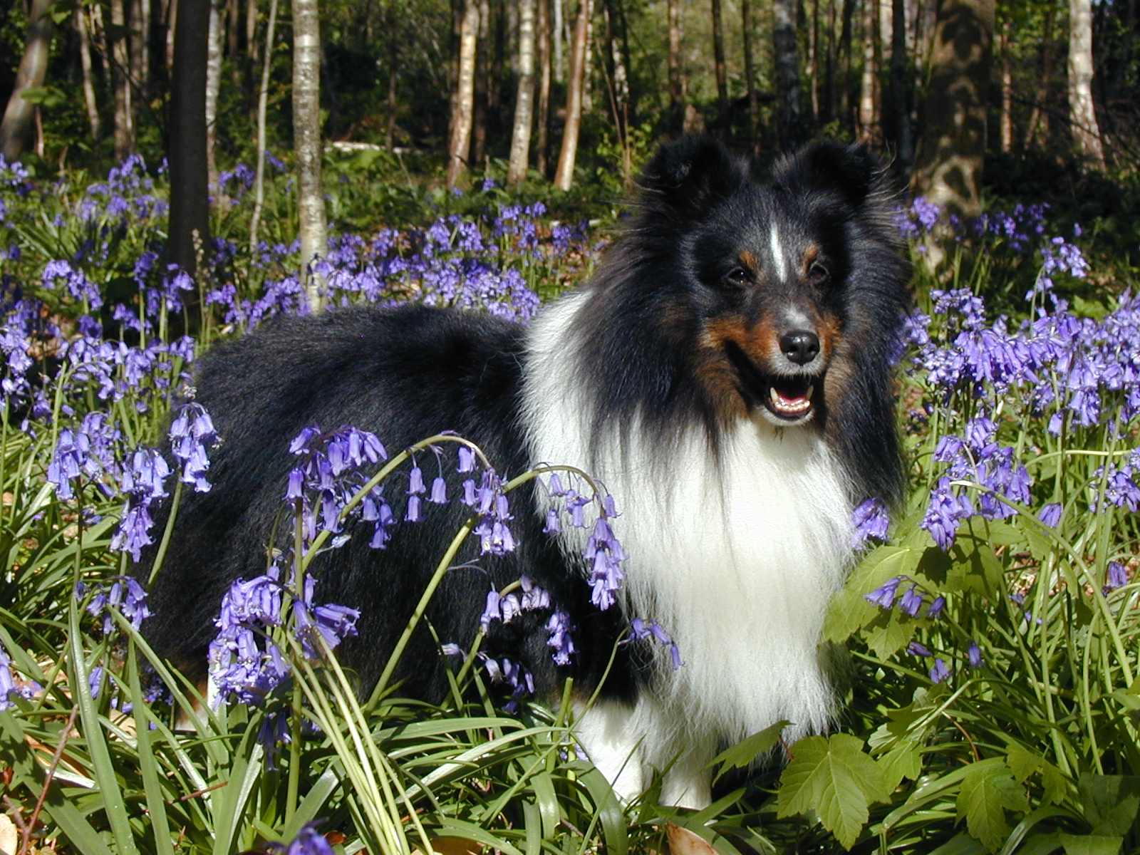 OBay Shelties: Toven The Full Monty: 14 tomorrow!